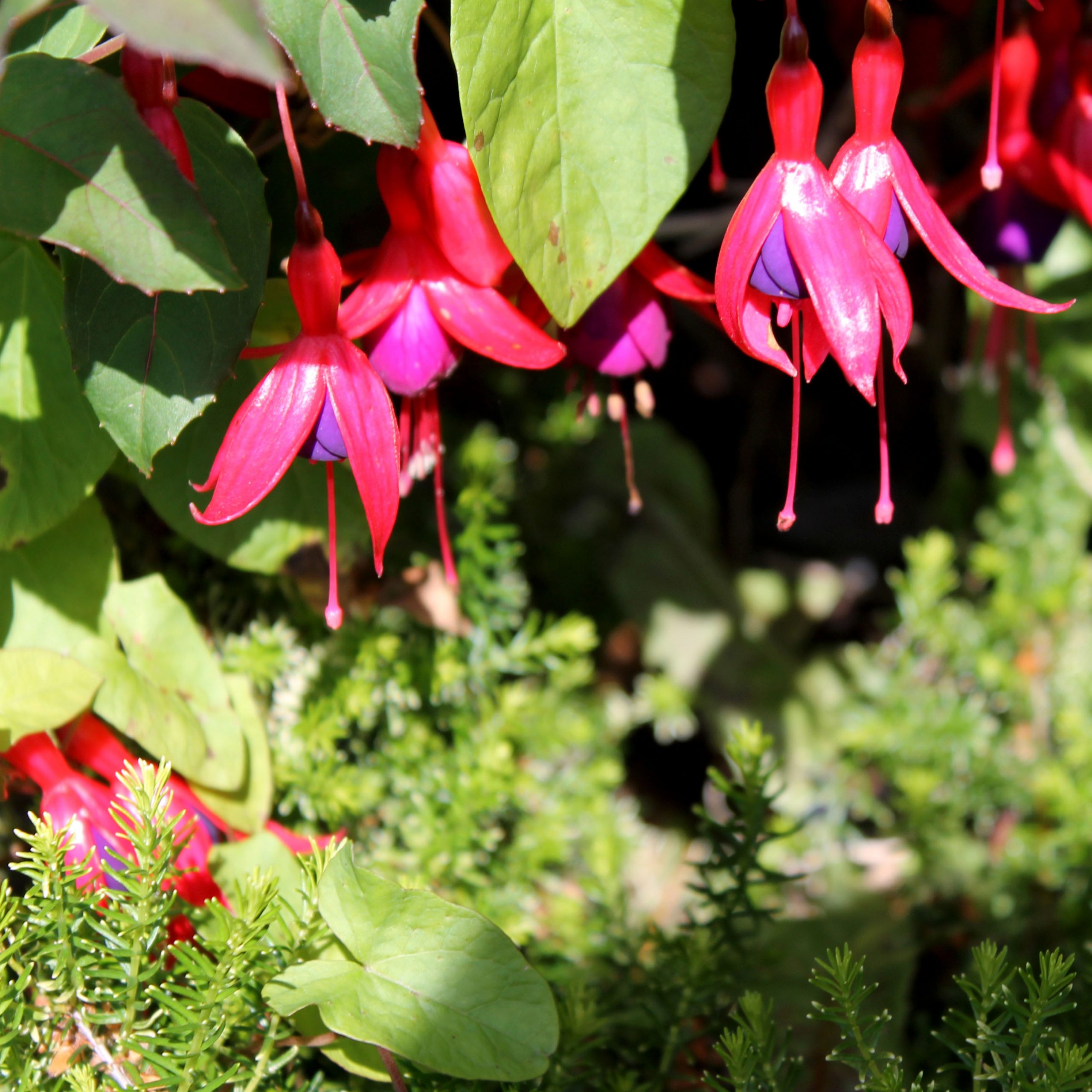 Take a Virtual Tour of Ireland: Flowers of Ireland - The Augusta Press