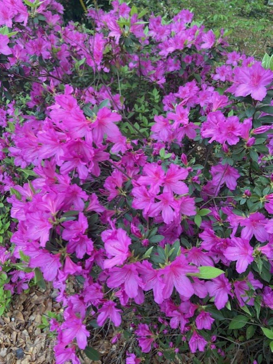 Azaleas Show Off Their True Colors to Masters' Guests - The Augusta Press