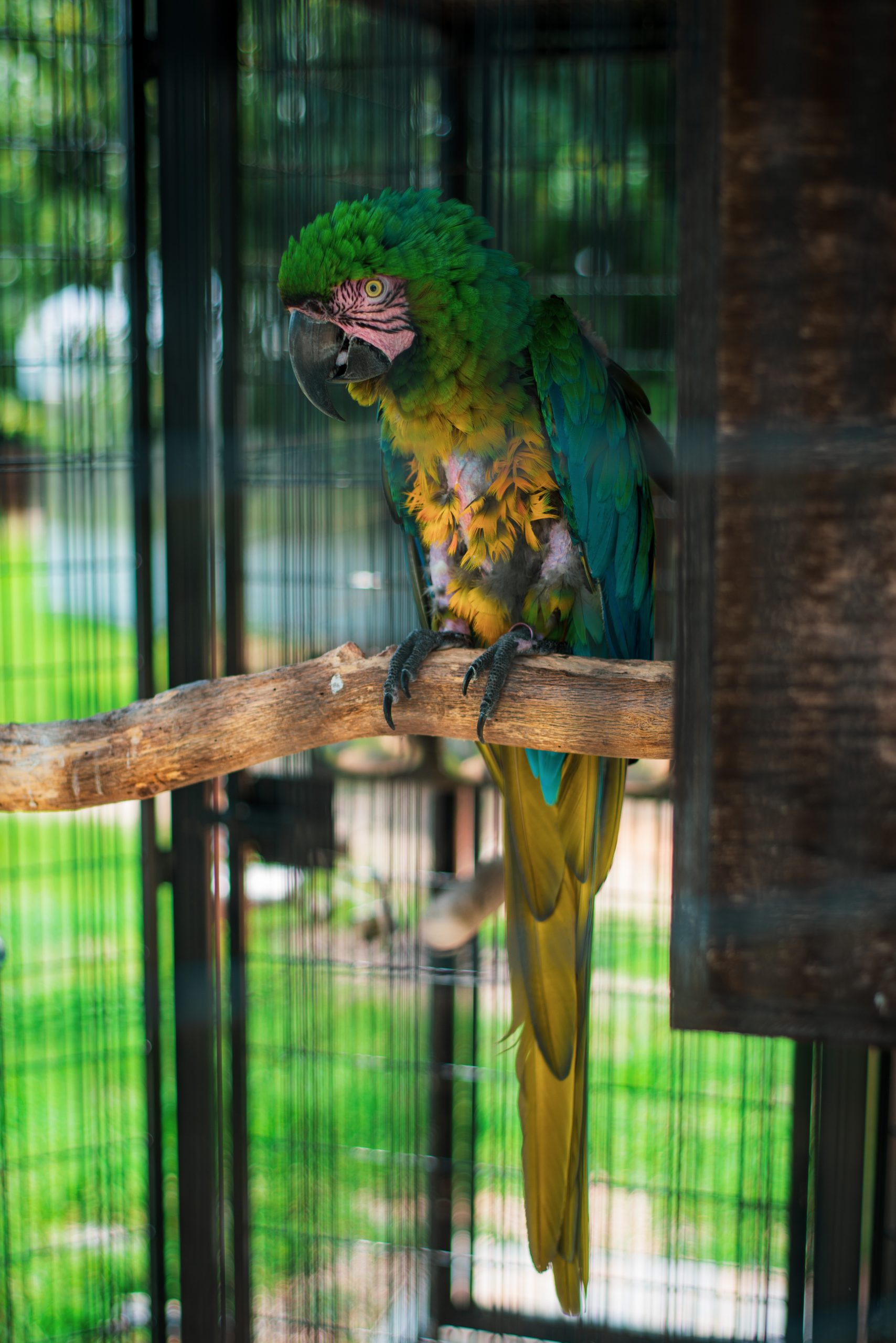 Photojournalism: Feathered Friends Forever - The Augusta Press