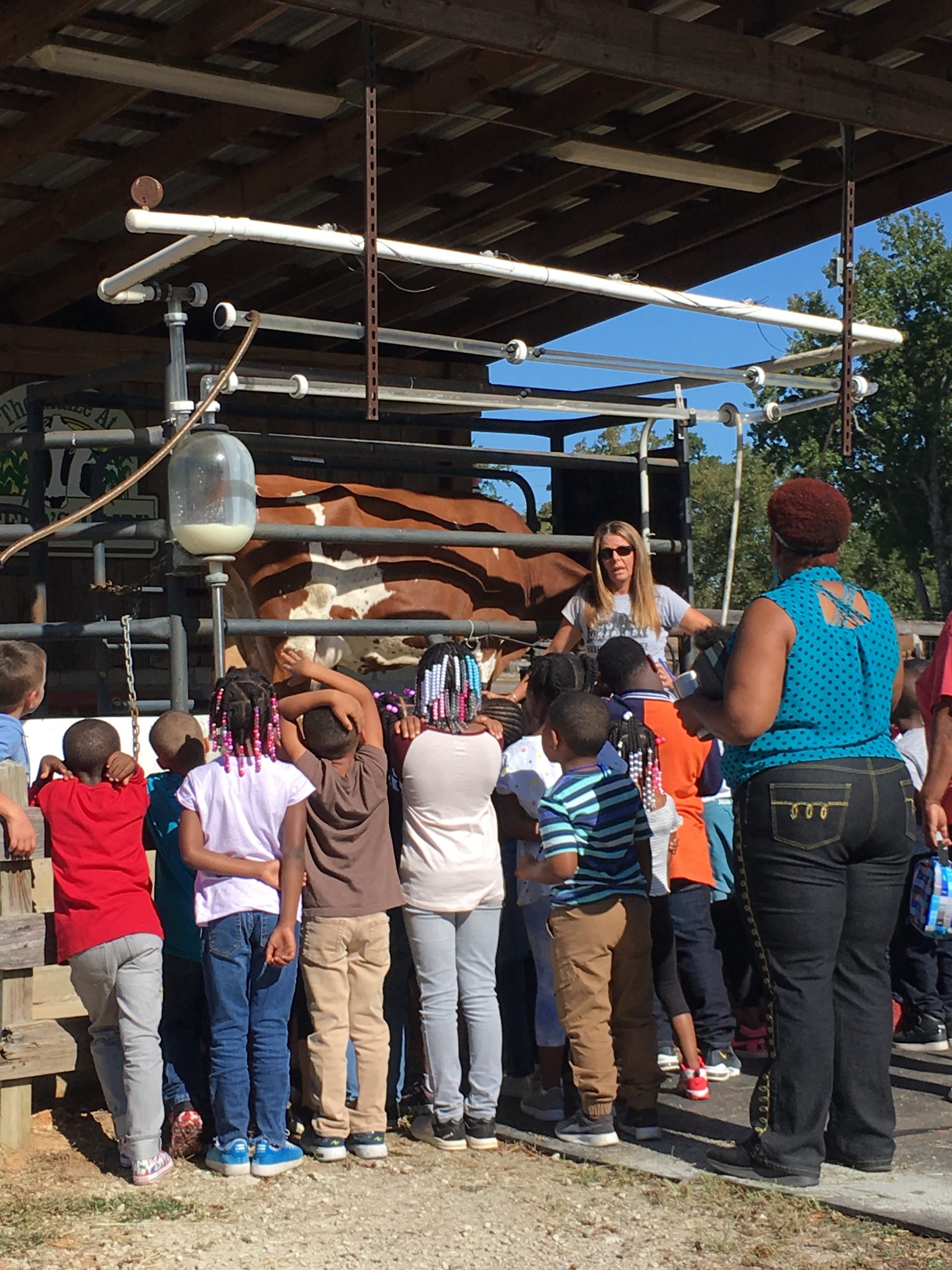 Steed's Dairy Farm Offers Corn Maze and More - The Augusta Press