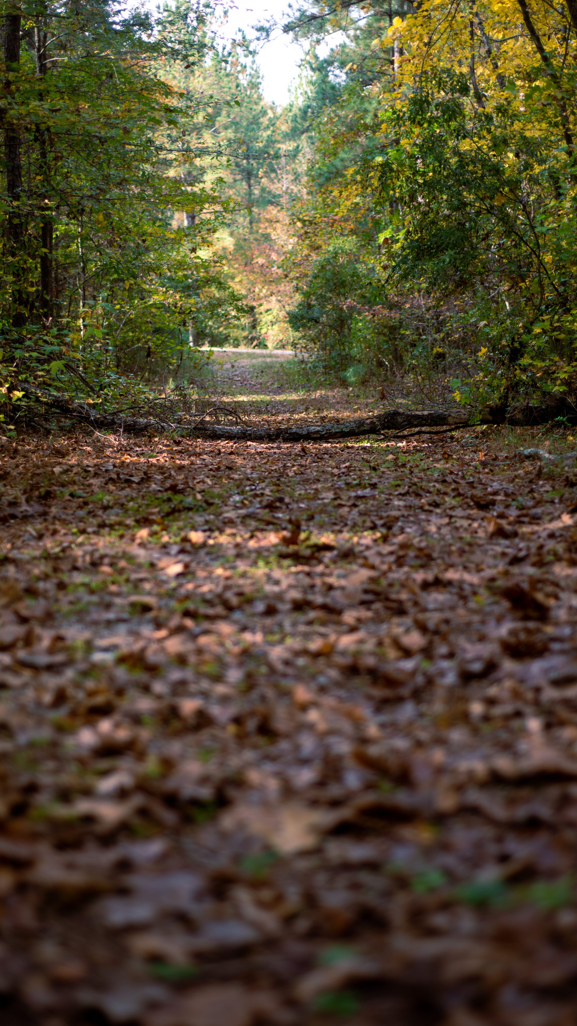 Photojournalism: Grovetown Trails Park - The Augusta Press