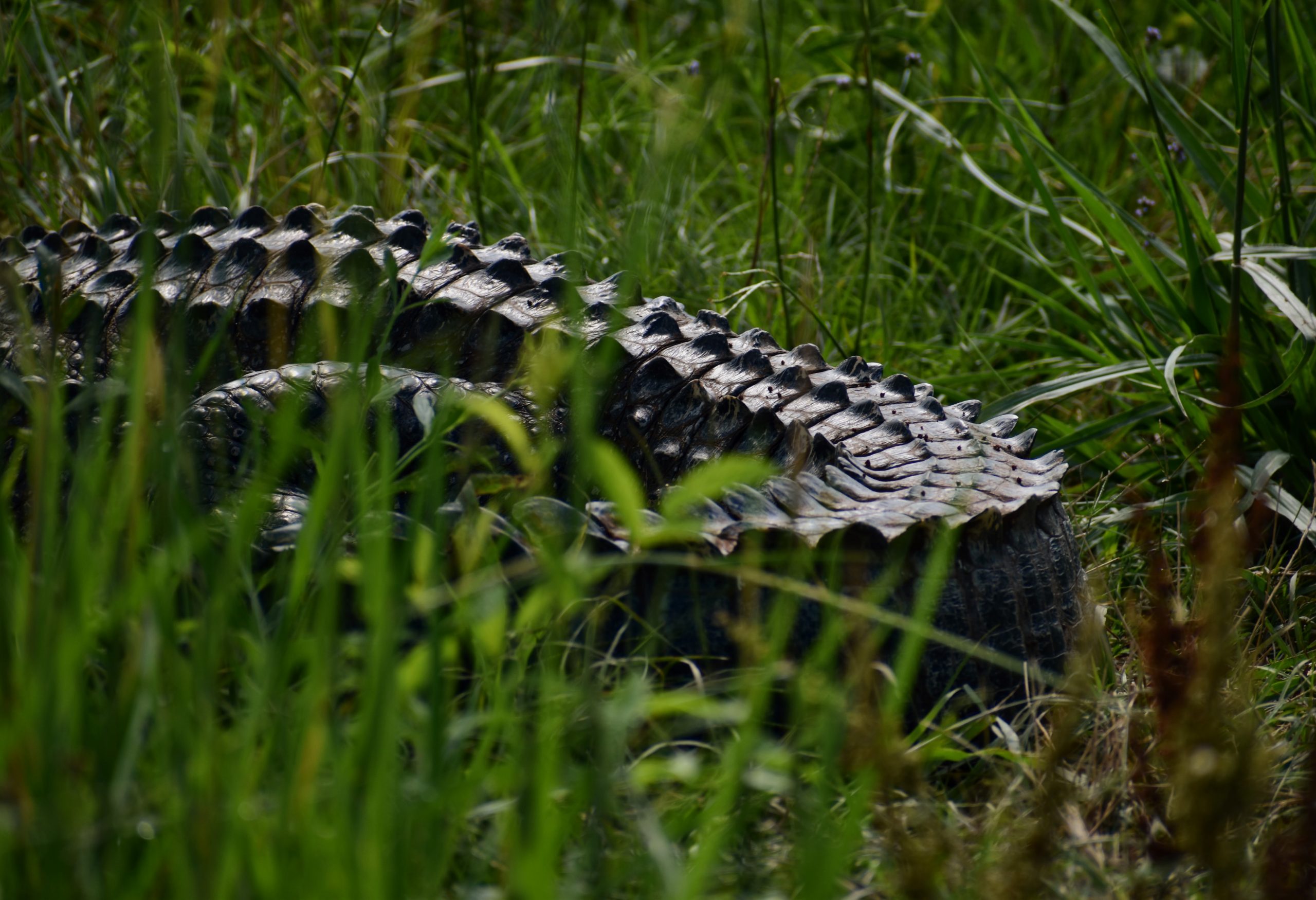 Photojournalism: Phinizy Swamp Nature Park - The Augusta Press