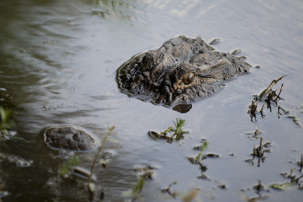 Photojournalism: North Augusta Brick Yard Ponds - The Augusta Press