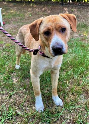 Events seek to alleviate overcrowded animal shelters - The Augusta Press
