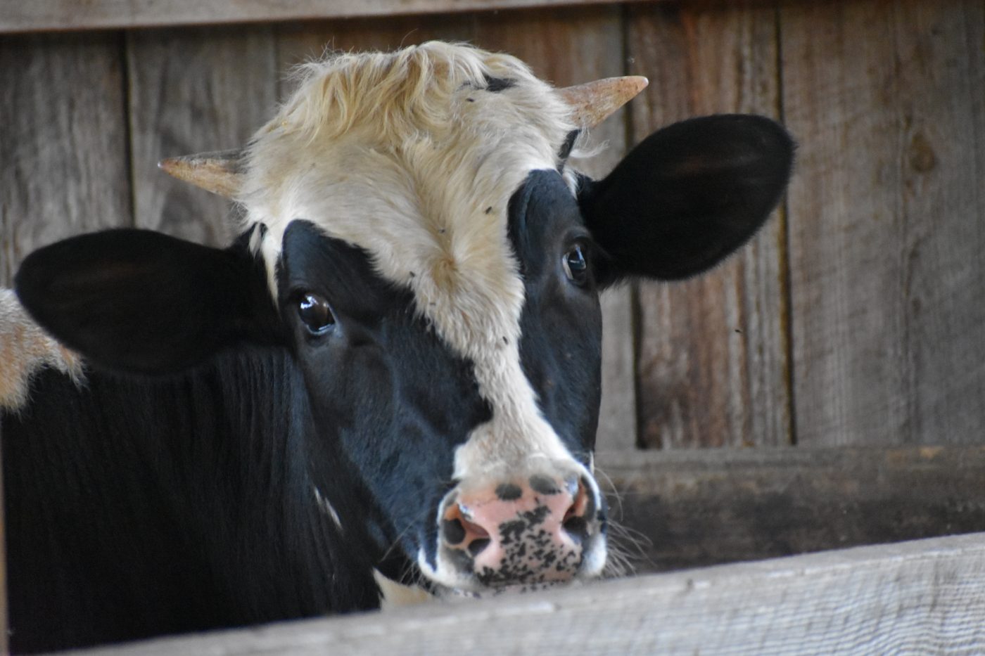 Steed's Dairy Farm celebrates opening weekend by unveiling new corn ...