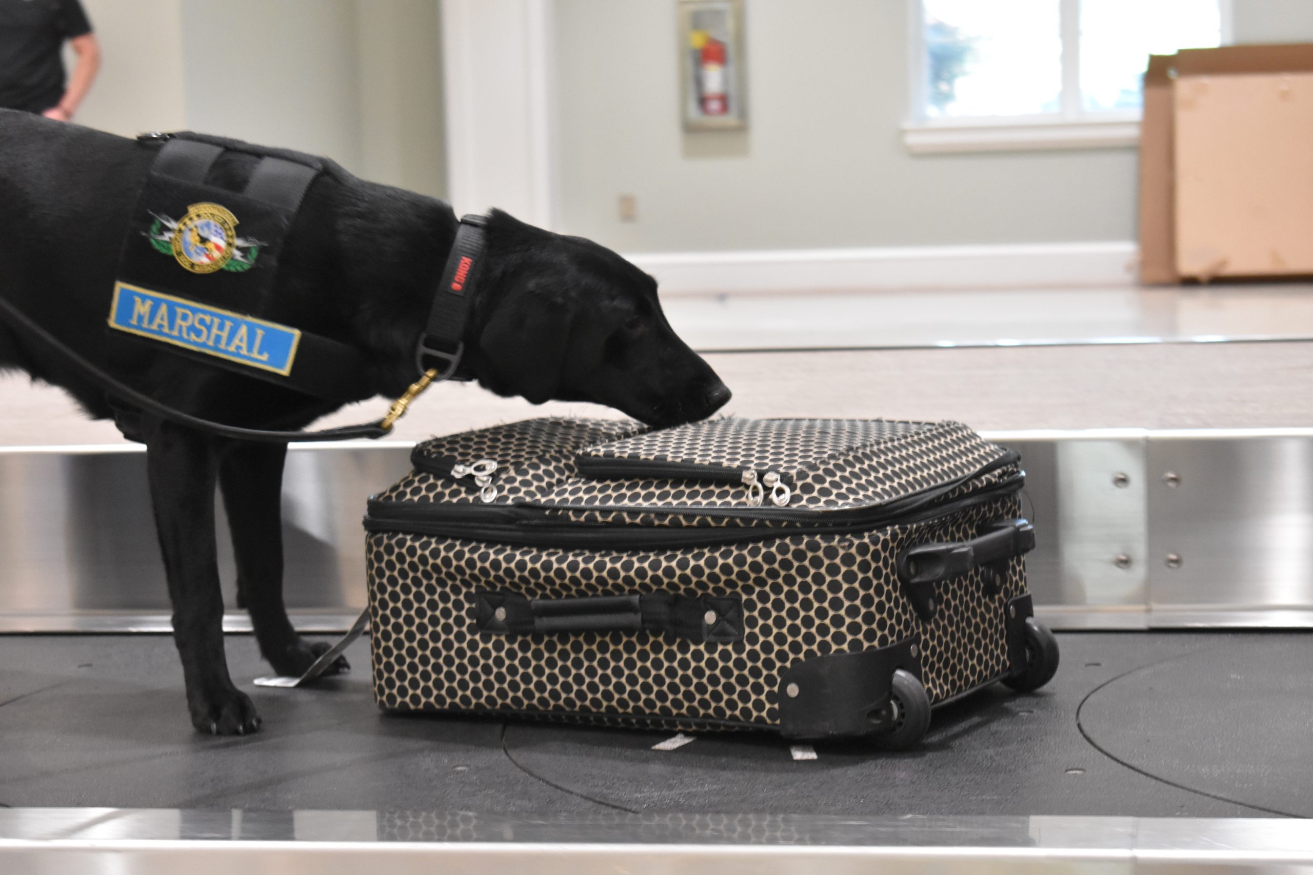 Lexi the K9 undergoing on the job training - The Augusta Press